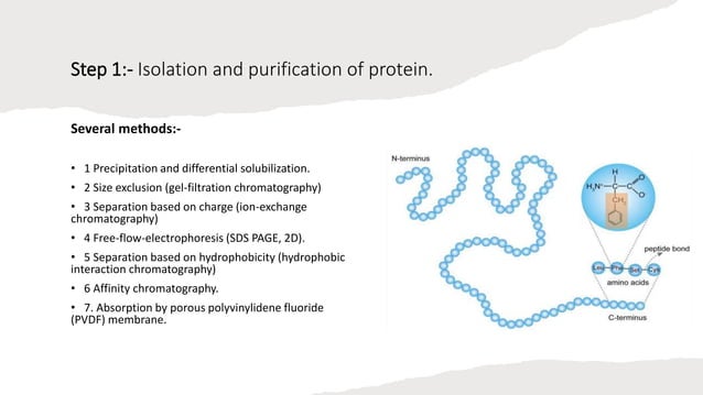 protein sequencing -edman degradation.pptx