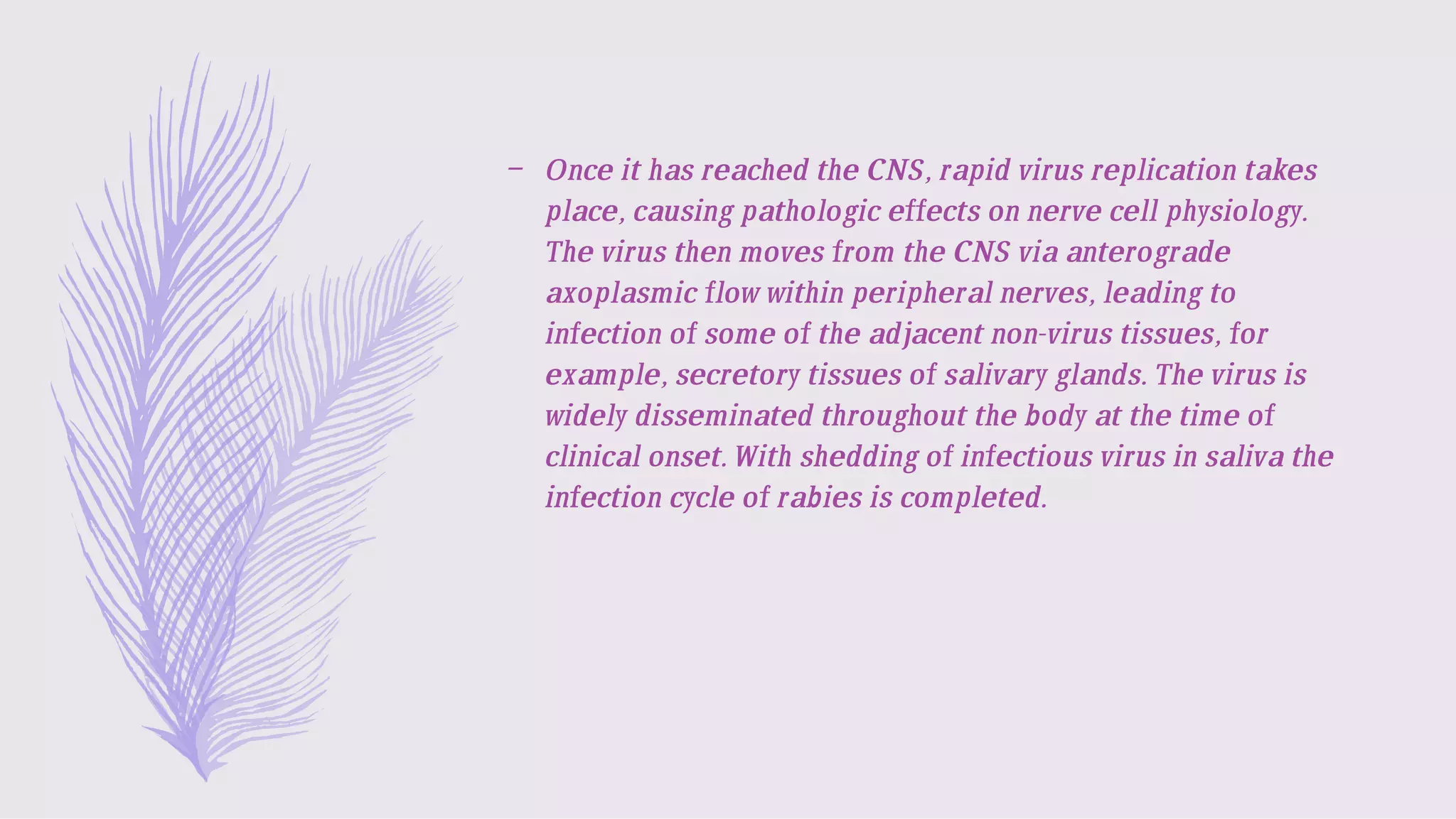 What is rabies | PDF