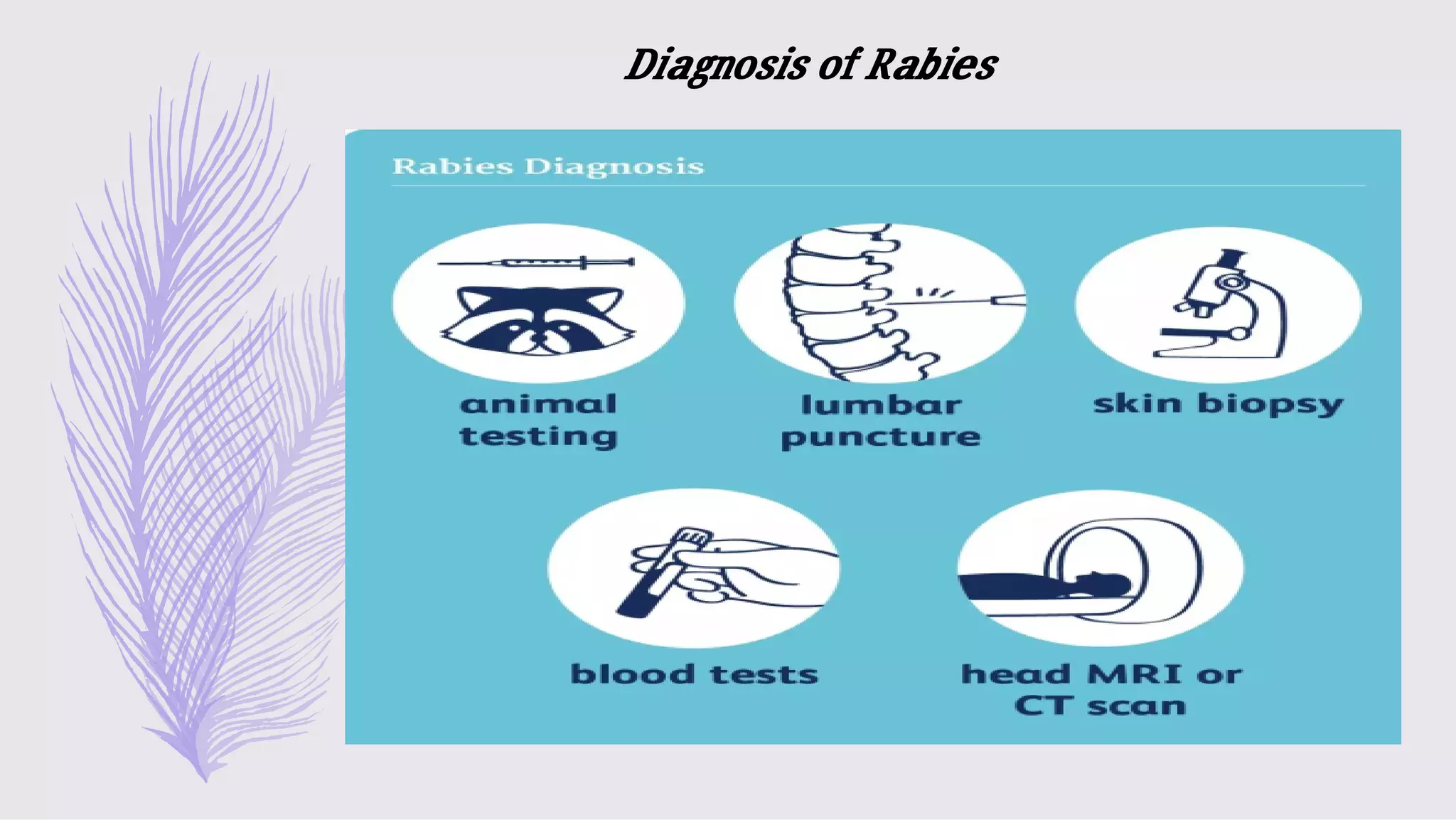 What is rabies | PDF