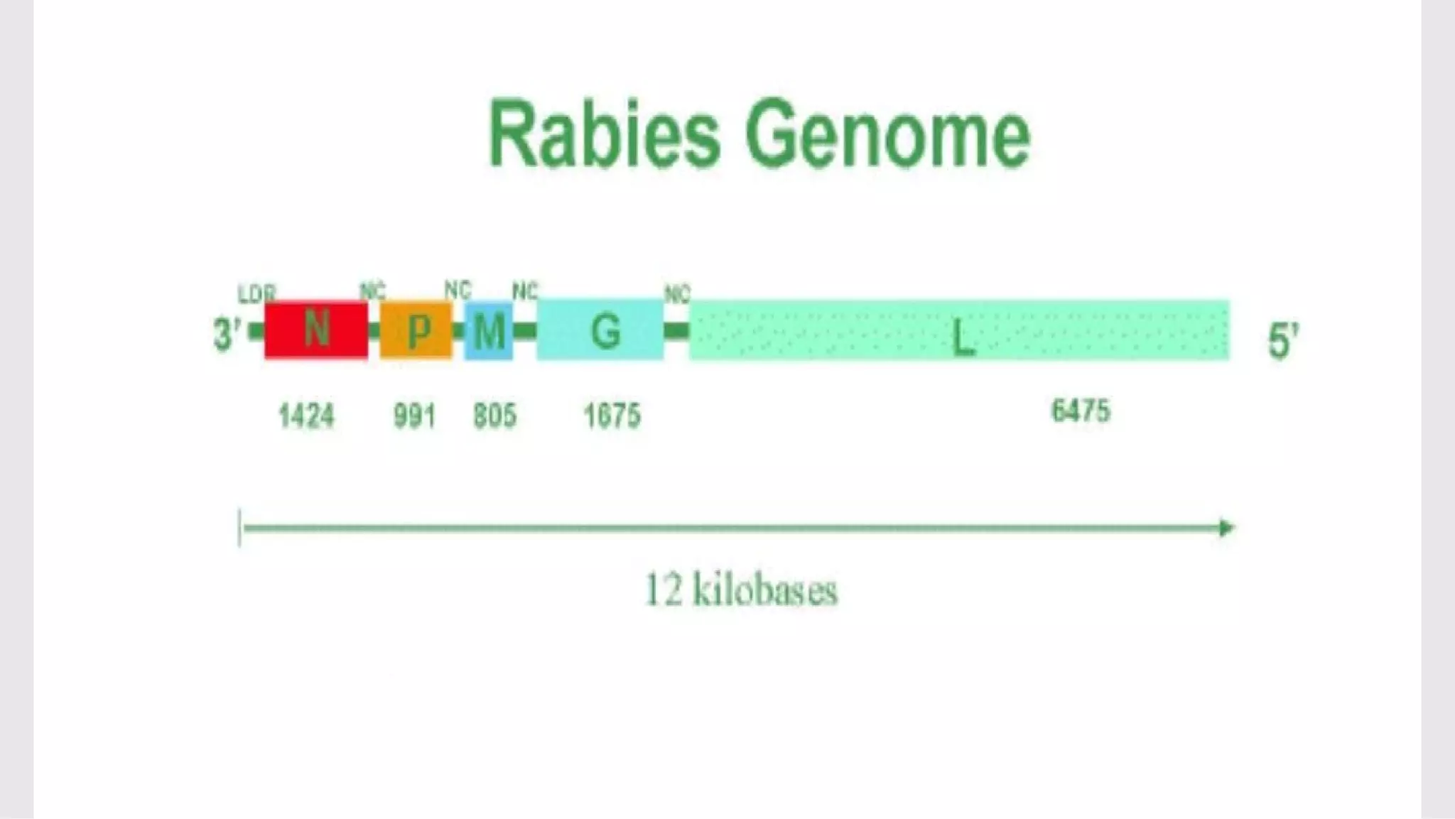 What is rabies | PDF