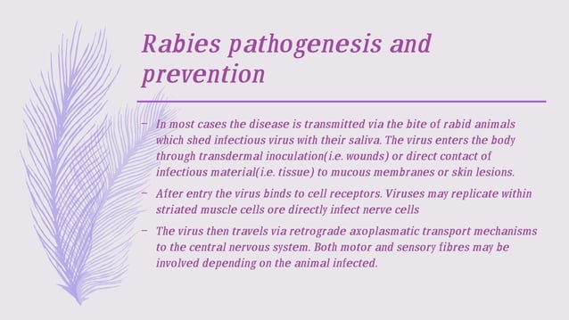 What is rabies | PDF | Infectious Diseases | Diseases and Conditions