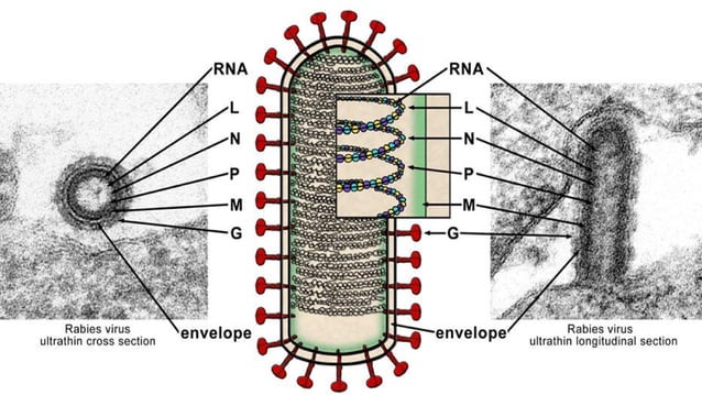 What is rabies | PDF | Infectious Diseases | Diseases and Conditions