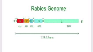 What is rabies | PDF