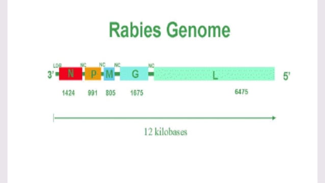 What is rabies | PDF | Infectious Diseases | Diseases and Conditions