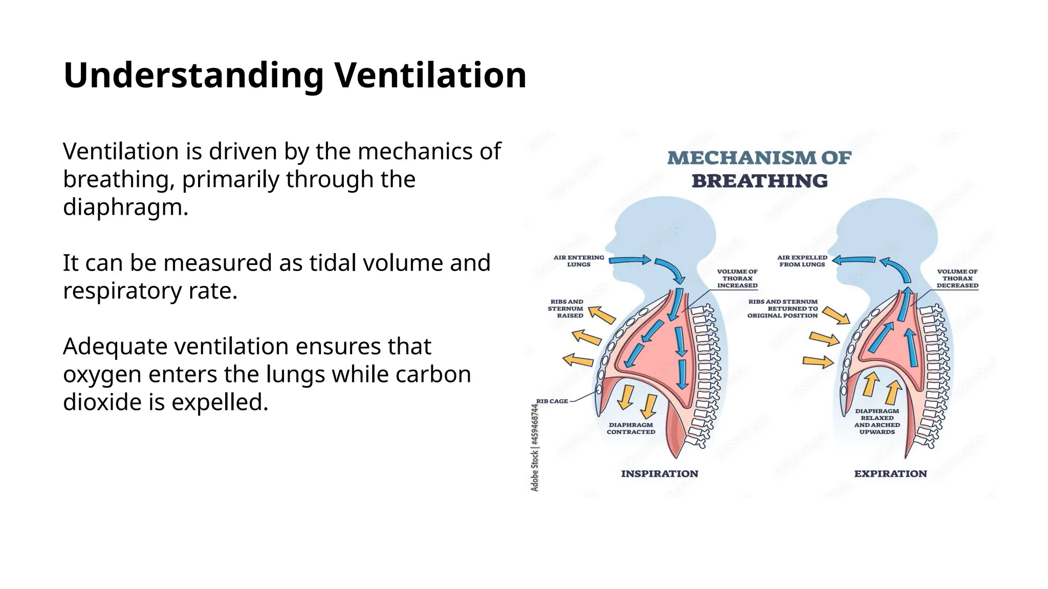 What Is Relationship Between Ventilation And Perfusion.pptx