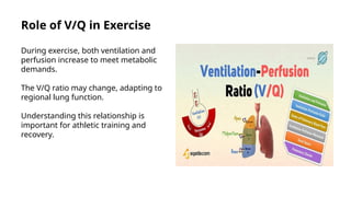 What Is Relationship Between Ventilation And Perfusion.pptx
