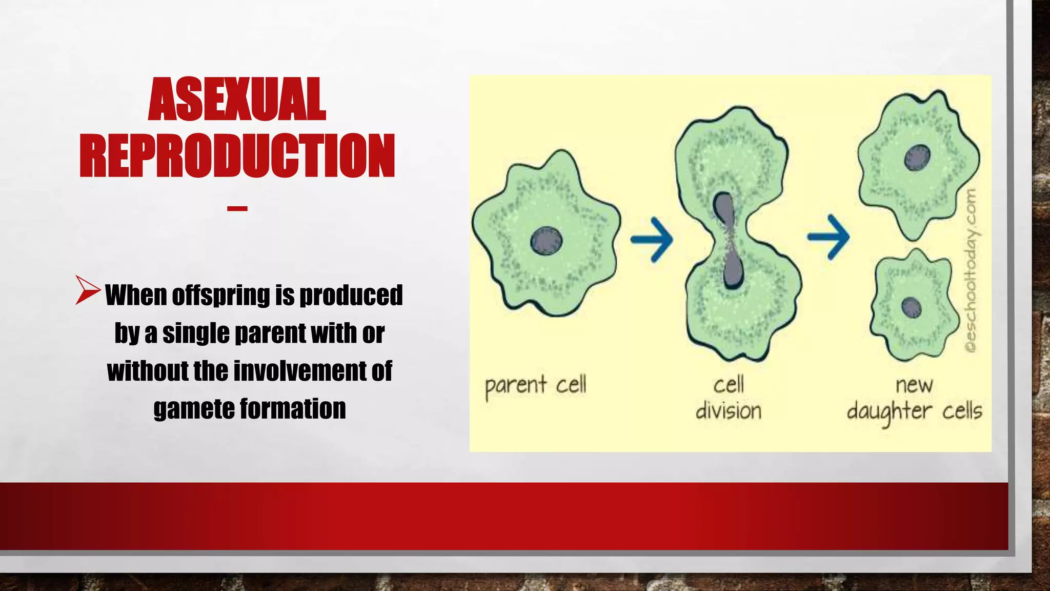 What is reproduction | PPT