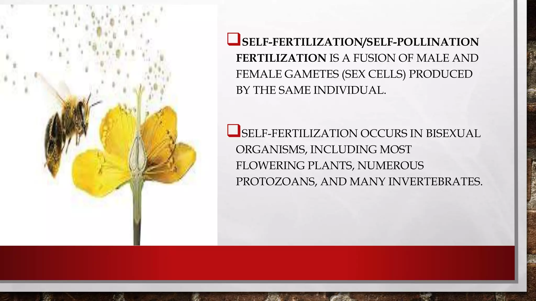 What is reproduction | PPT