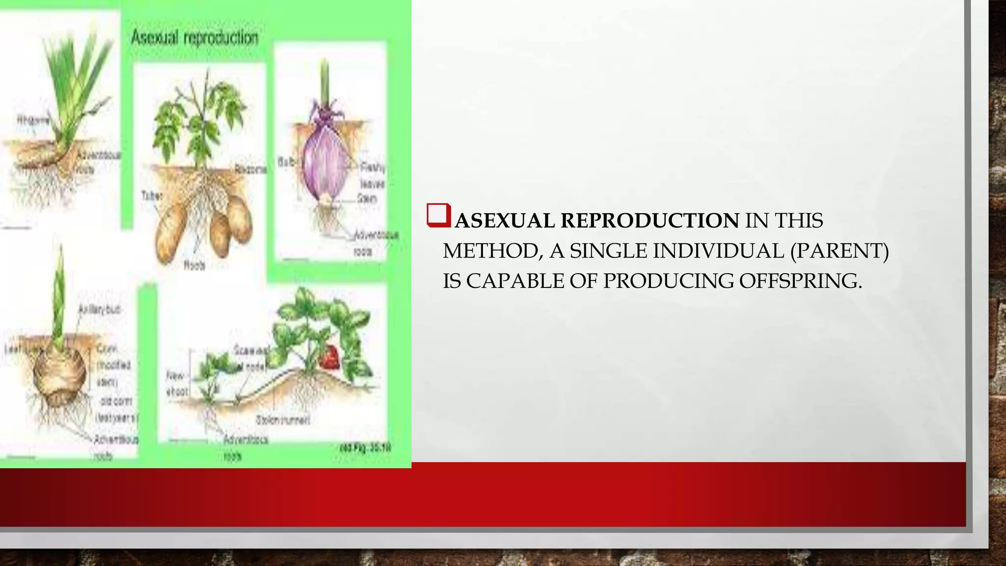 What is reproduction | PPT