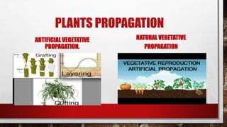 What is reproduction | PPT