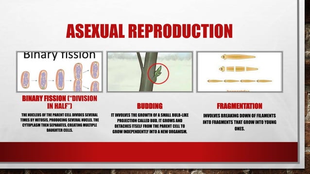 What is reproduction | PPT
