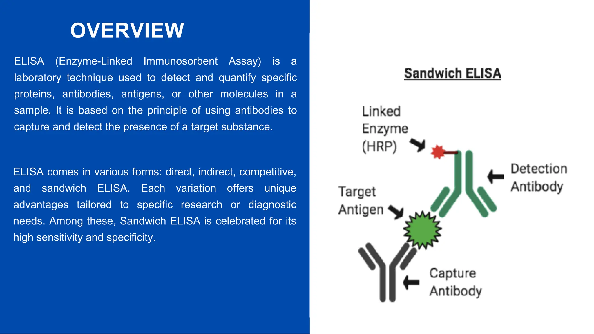 What is Sandwich ELISA - CytoScientific | PPT