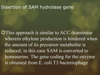 Breeding For Shelf Life | PPTX