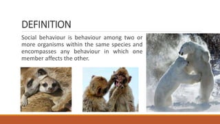 What is Social Behaviour.pptx