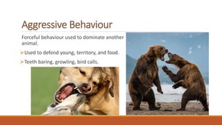 What is Social Behaviour.pptx