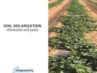 What is Solarization | PDF