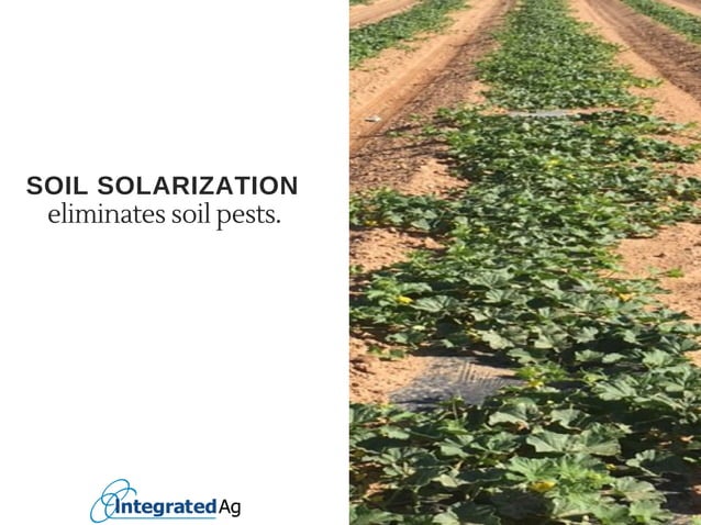 What is Solarization | PDF
