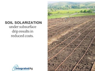 What is Solarization | PDF