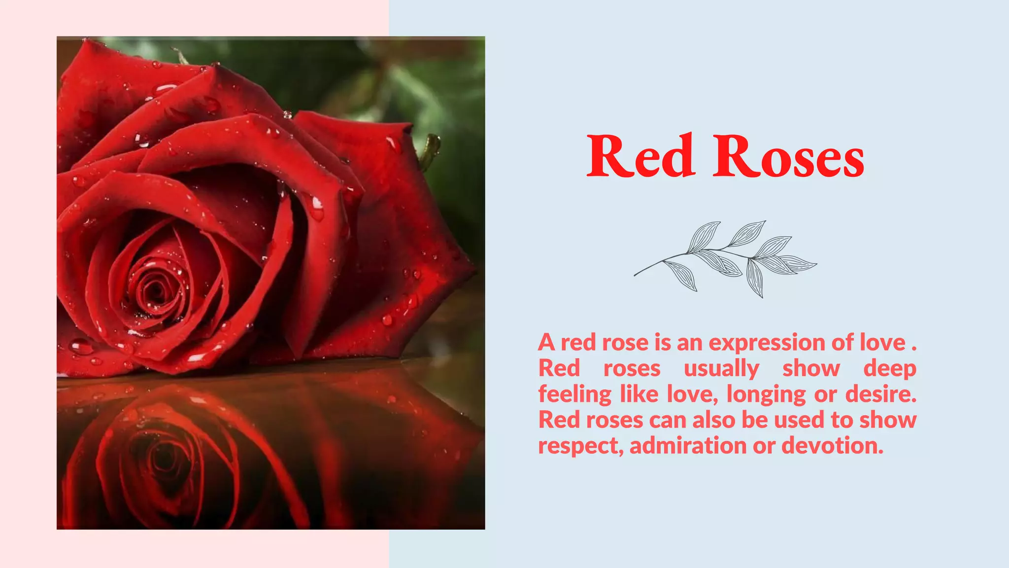 What is special about Roses.pdf