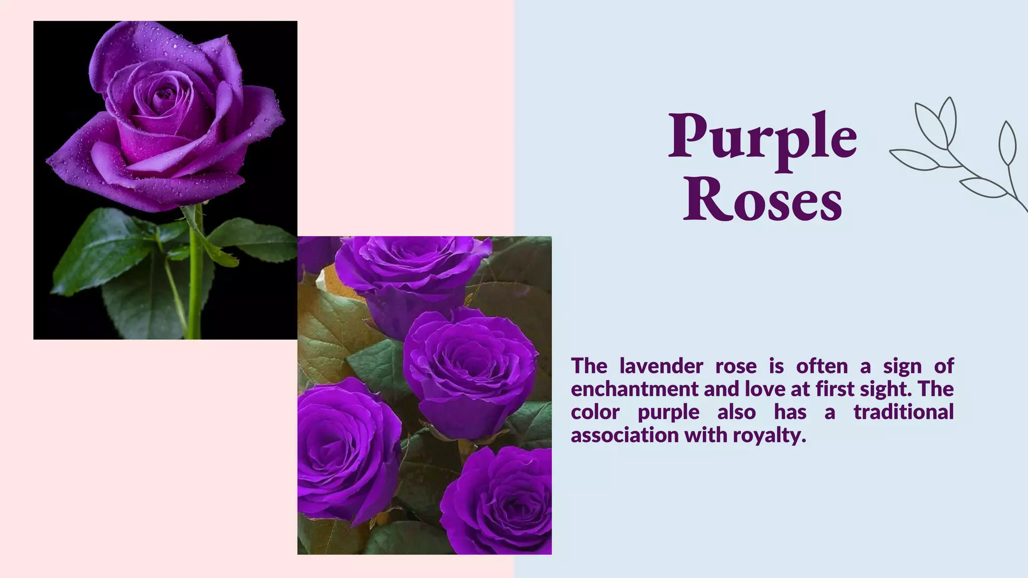 What is special about Roses.pdf
