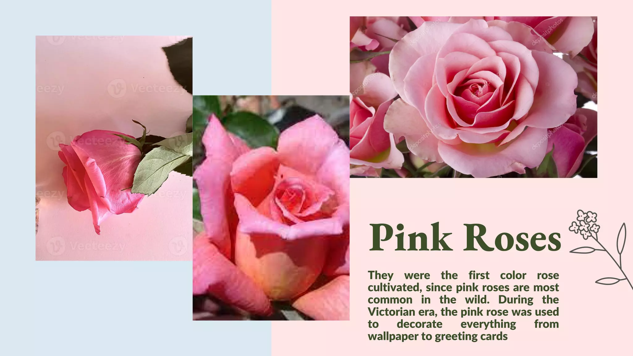 What is special about Roses.pdf
