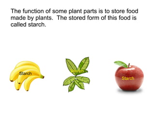 What Is Starch | PPT
