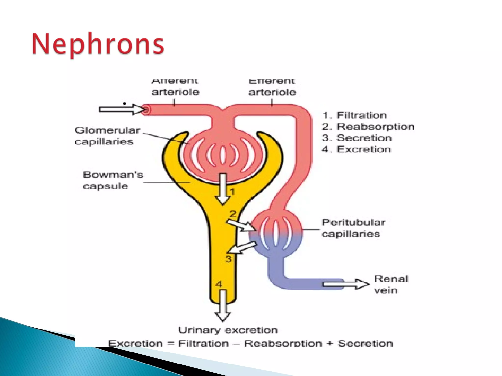 What is teh nephrology power point presentation.pptx