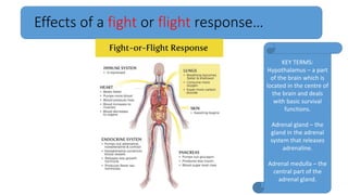 What is the fight or flight response final | PPTX