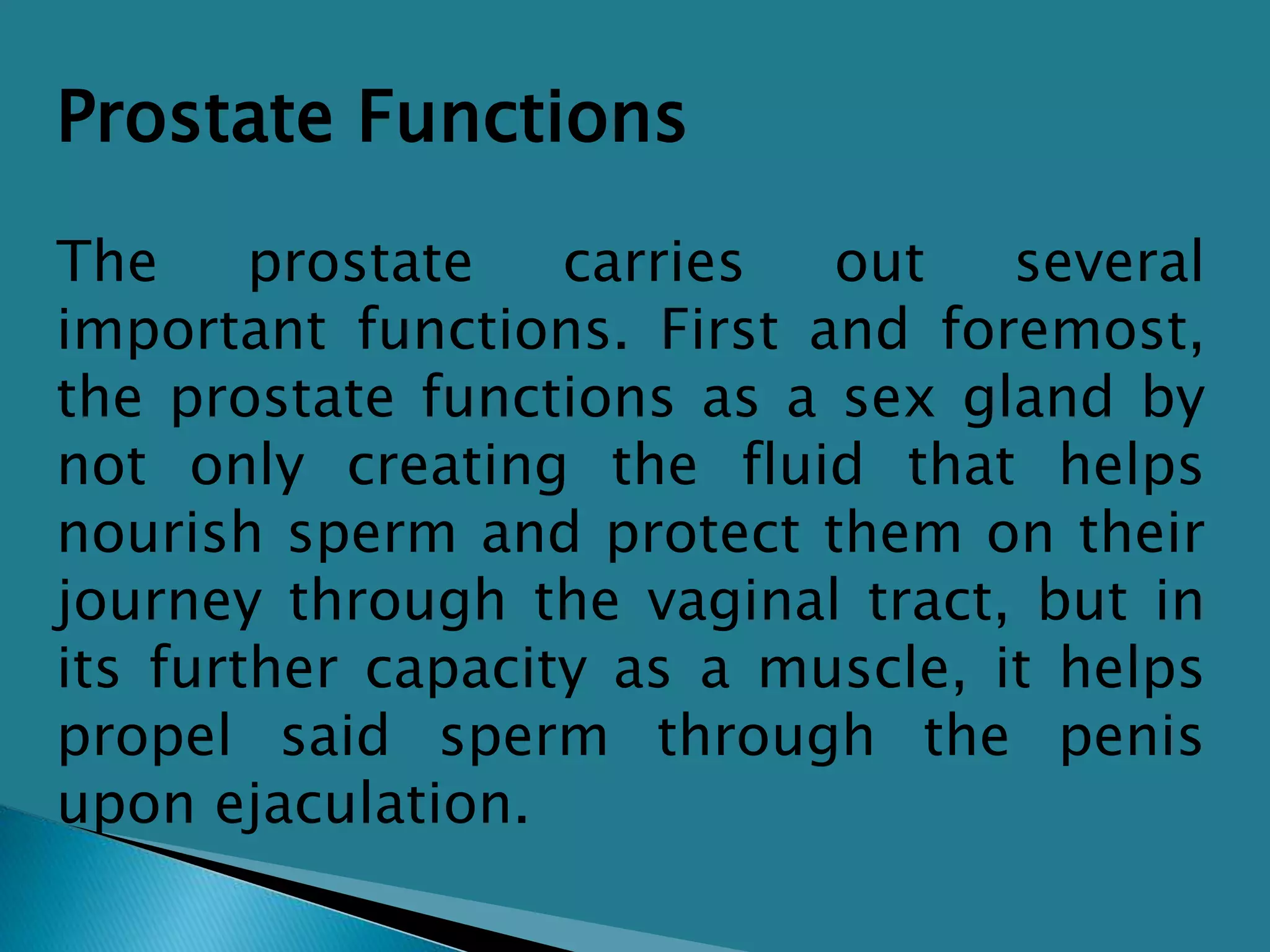 What is the prostate gland? | PPTX