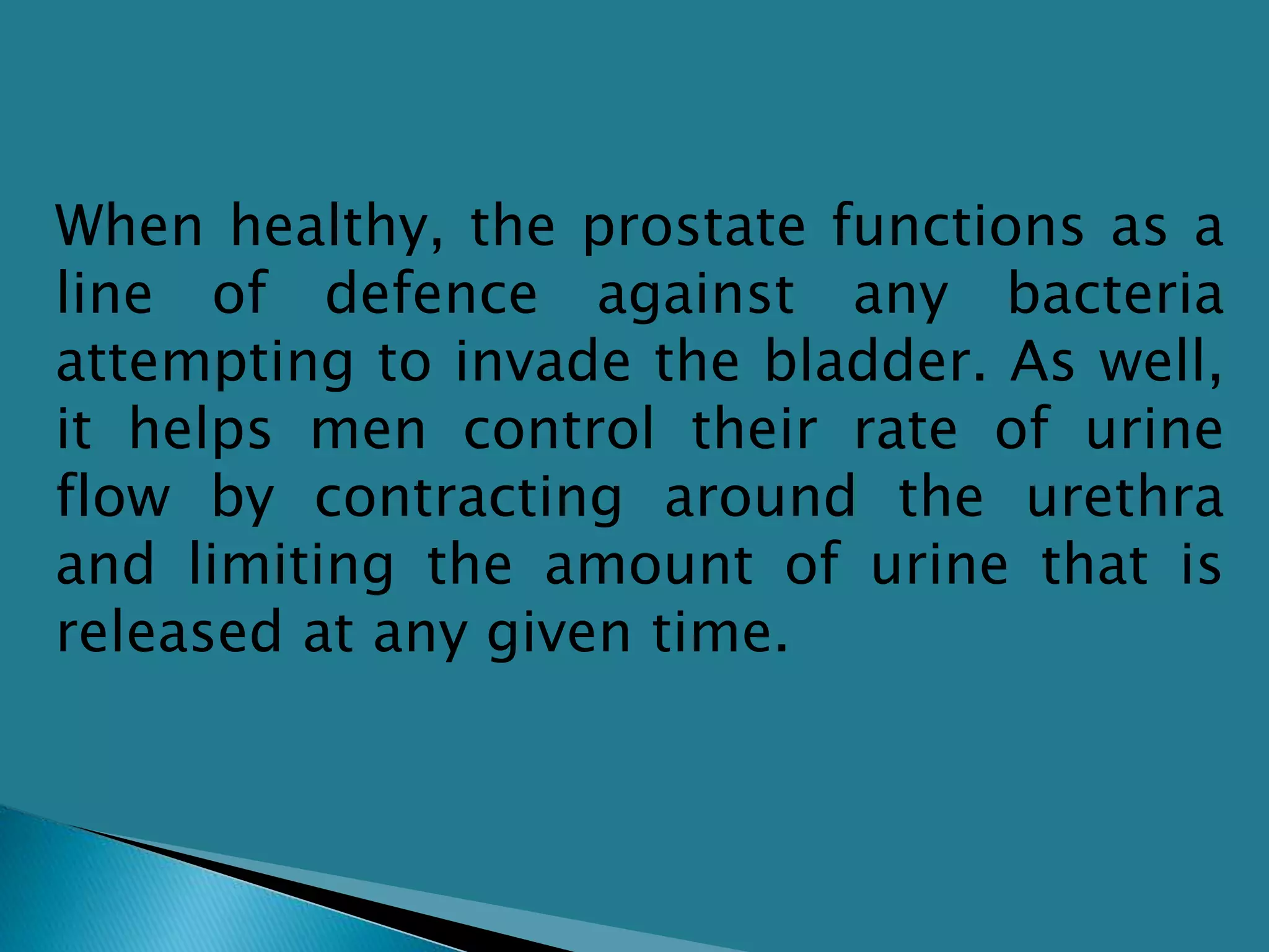 What is the prostate gland? | PPTX