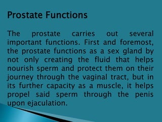 What is the prostate gland? | PPTX