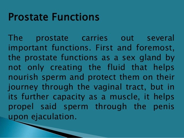 What Is The Prostate Gland