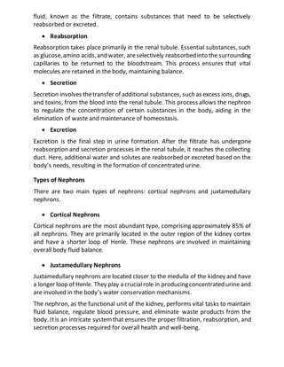 What is the Structure and Functions of Nephron? | PDF
