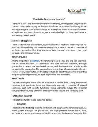 What is the Structure and Types of Nephron? | PDF