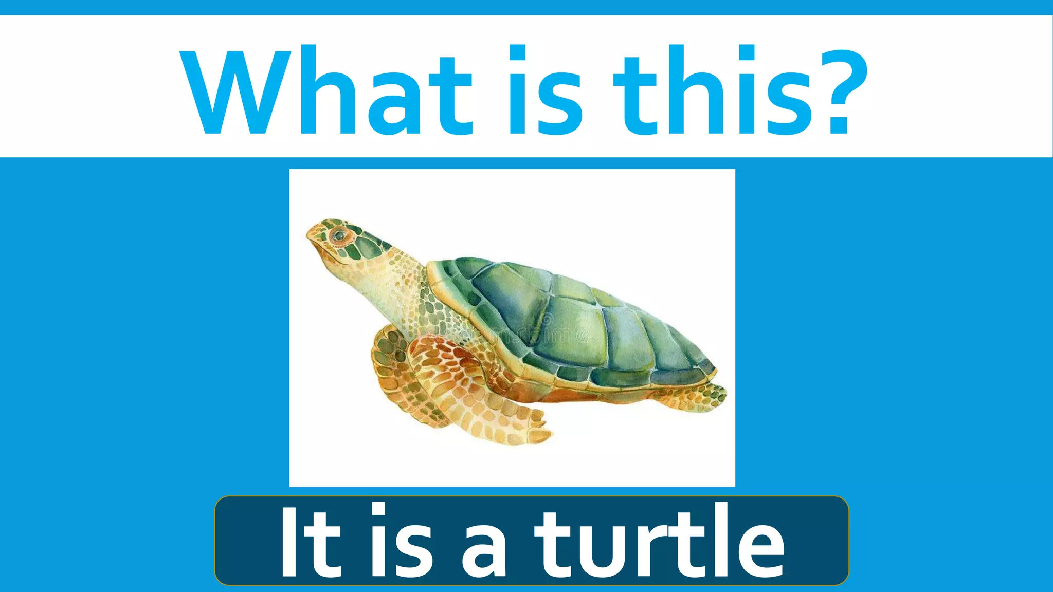 What is this? What is that? | PPTX