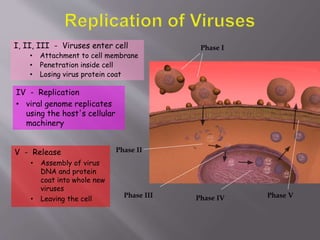 What is virus | PPTX | Biological Sciences | Science