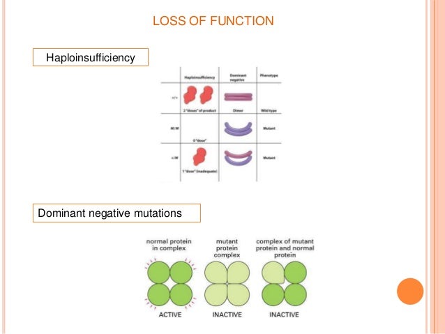 What Makes A Mutant Allele Dominant