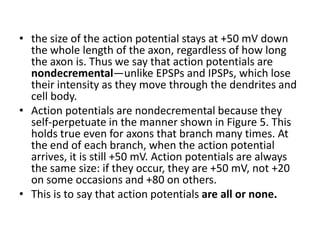 What neurons do, action potential | PPTX