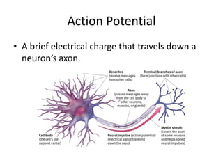 What neurons do, action potential | PPTX