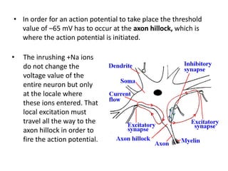 What neurons do, action potential | PPTX