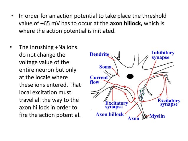What Neurons Do Action Potential Pptx Computer Peripherals Computing