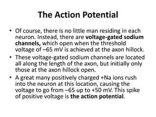 What neurons do, action potential | PPTX
