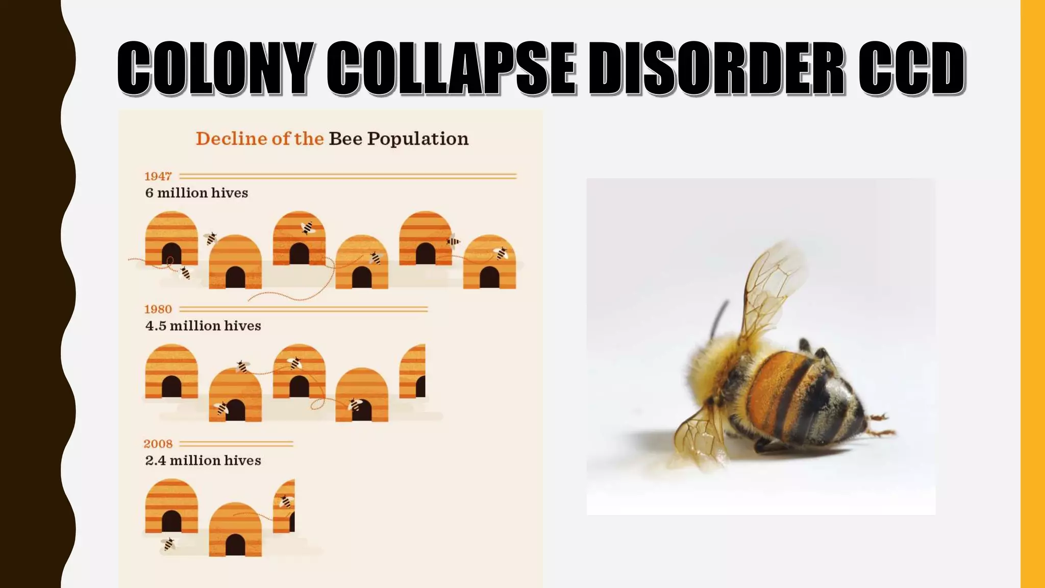Whats buzzin'? Honey Bee Endangerment | PPTX | Agriculture | Industries