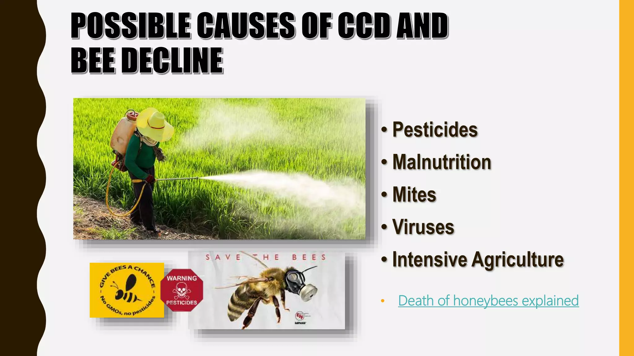 Whats buzzin'? Honey Bee Endangerment | PPT