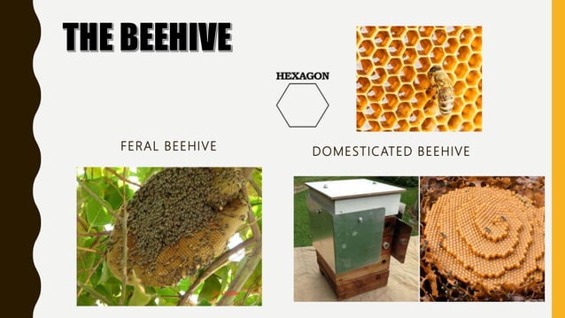 Whats buzzin'? Honey Bee Endangerment | PPT