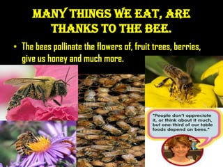 What’s the buzz with bees | PPTX | Beekeeping | Hobbies & Interests