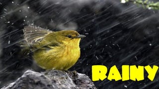 Whats the weather | PDF