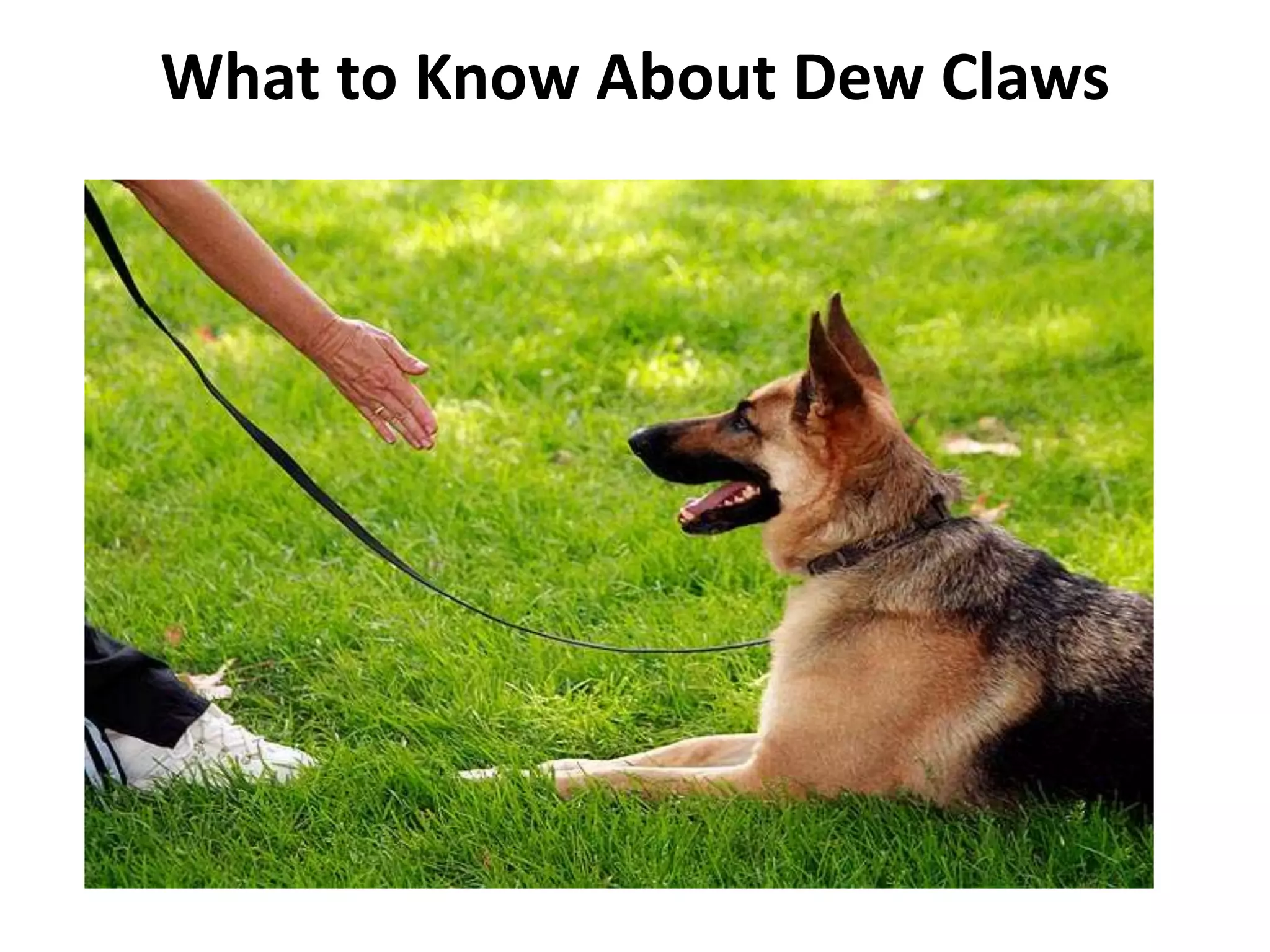 What to know about dew claws | PPTX