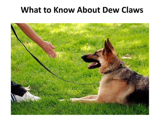 What to know about dew claws | PPT