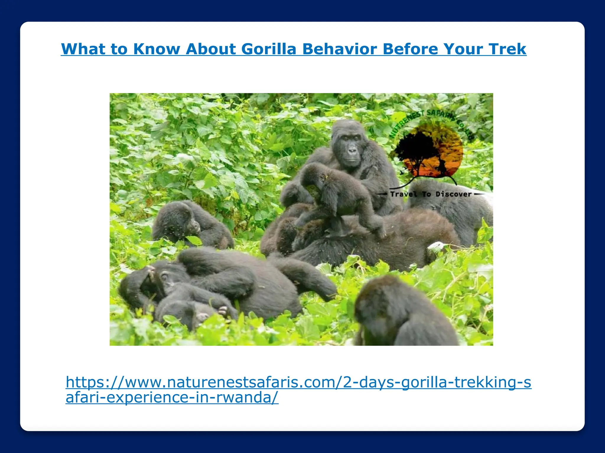 What to Know About Gorilla Behavior Before Your Trek.pptx